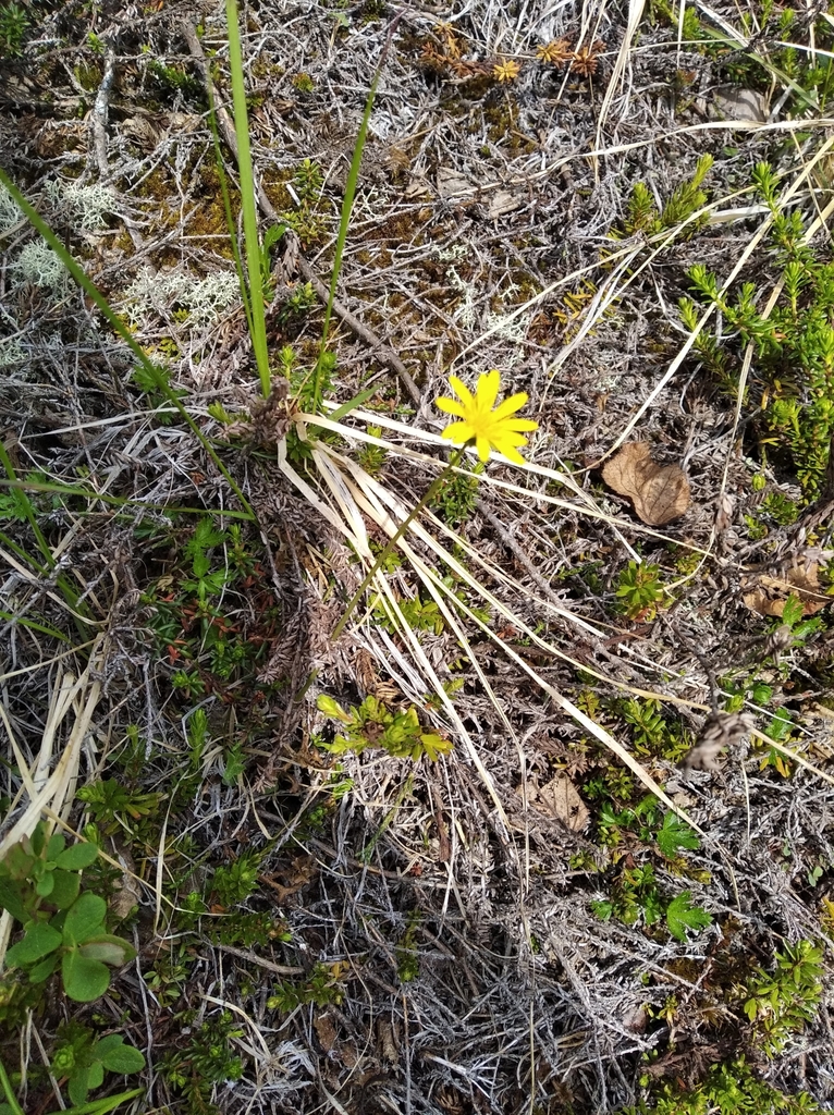 Alaska Dandelion from Bystrinskiy, RU-KA-BY, RU-KQ, RU on July 10, 2022 ...
