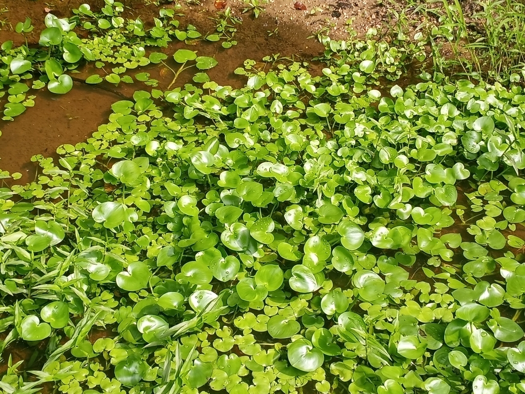 Kidneyleaf mud plantain from Davidsonville, MD 21035, USA on July 10 ...