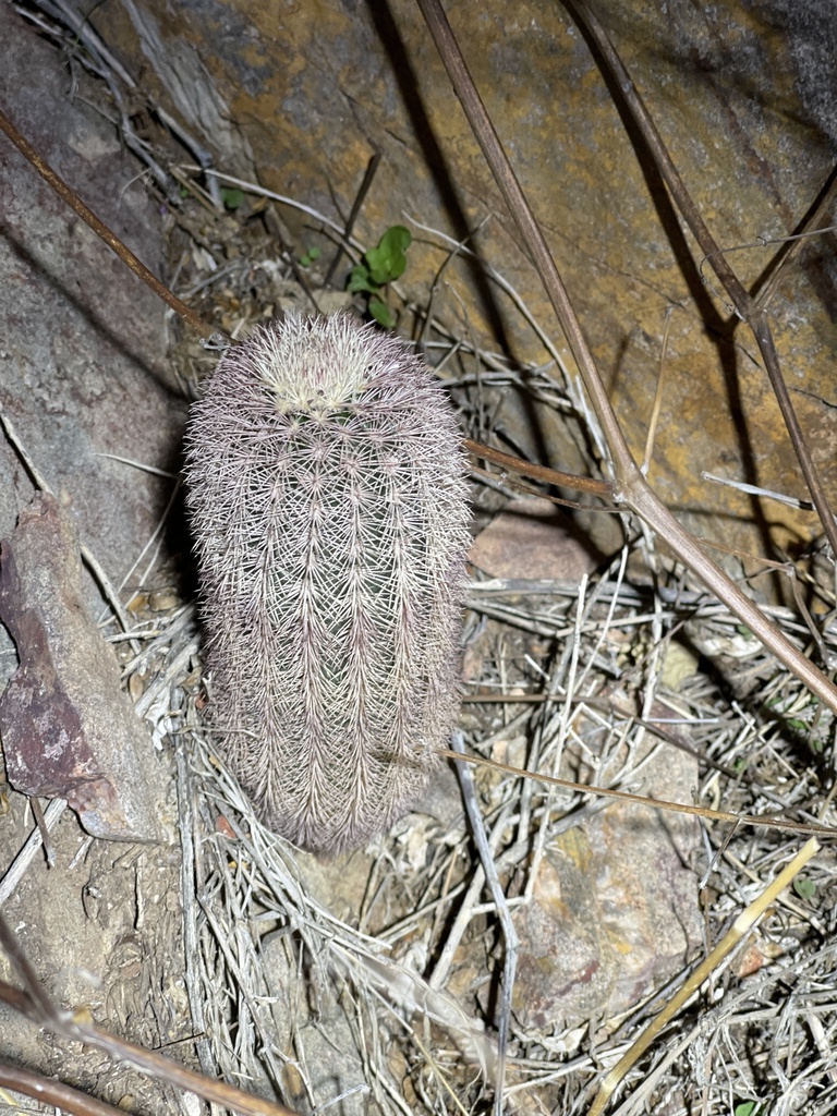 New Mexico Rainbow Cactus in July 2022 by Bryan Box · iNaturalist