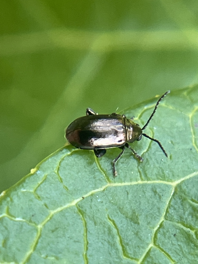 Metallic Flea Beetles from NE 137th Ave, Vancouver, WA, US on July 10 ...