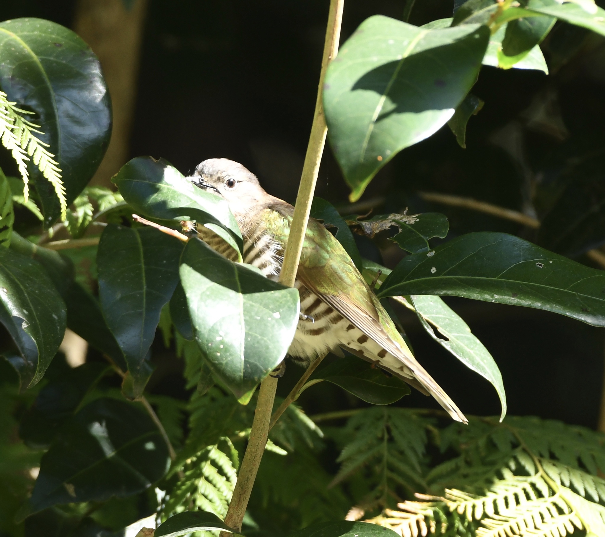 Chrysococcyx basalis (Horsfield, 1821)