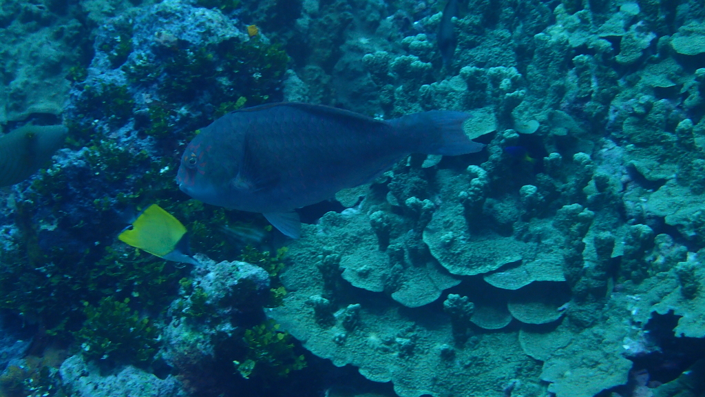 Star-eye Parrotfish from Gun Beach, Tamuning, Guam on July 10, 2022 at ...