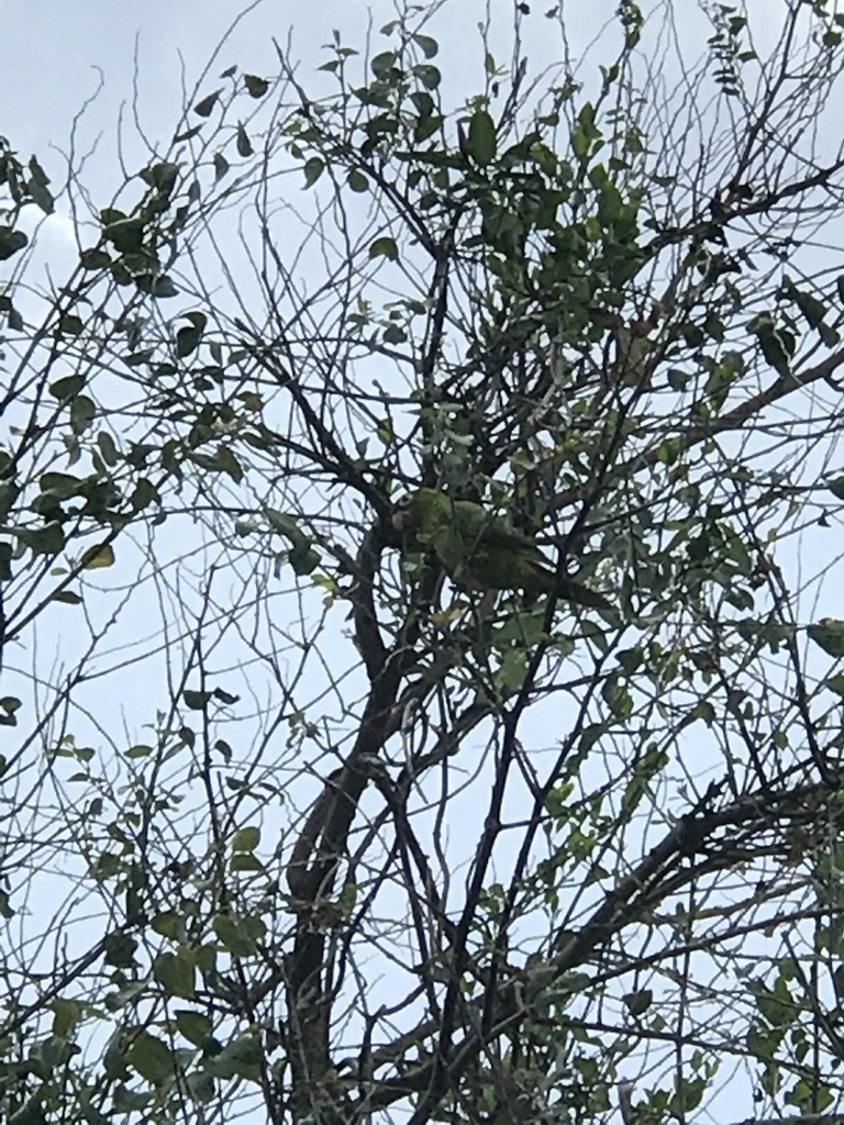 Blue-crowned Parakeet from Redaweg, , , CW on July 14, 2018 at 12:07 PM ...
