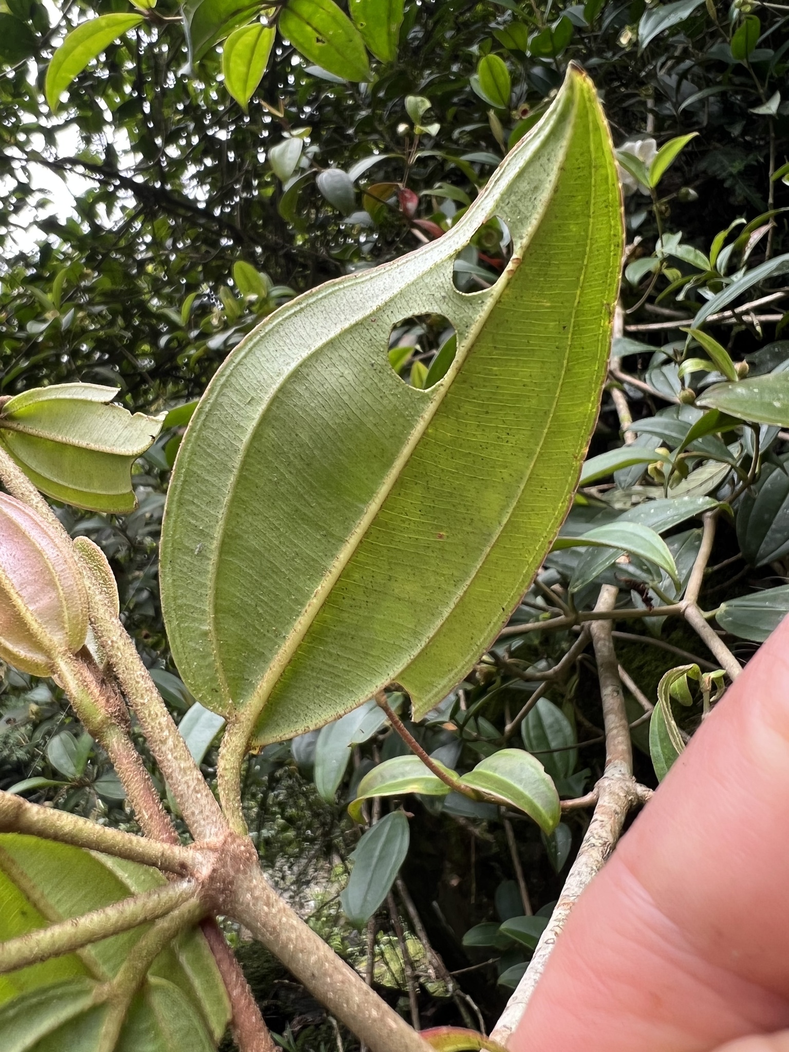 Blakea granatensis Naudin