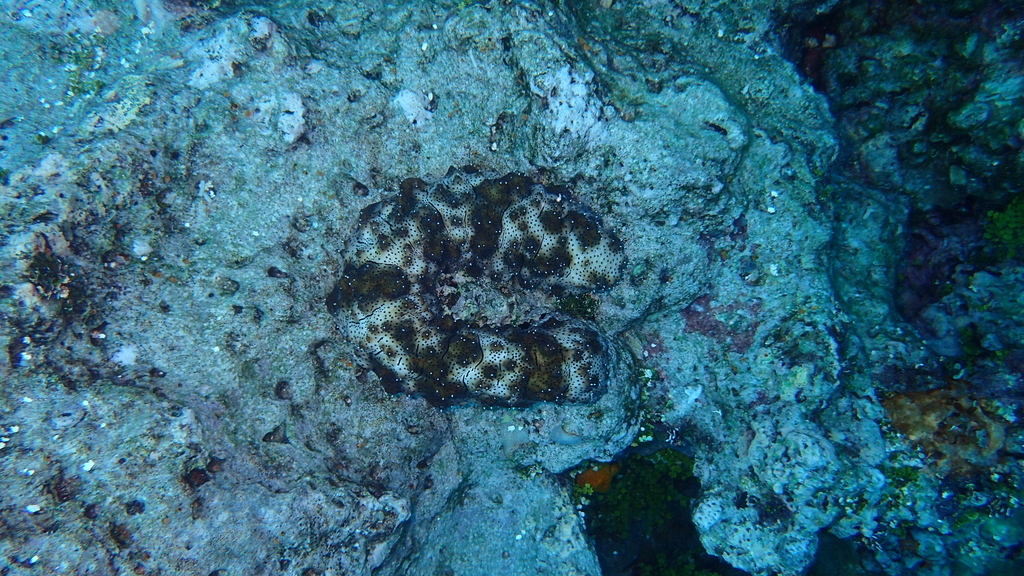 Graeffe's Sea Cucumber from Gun Beach, Tamuning, Guam on July 10, 2022 ...