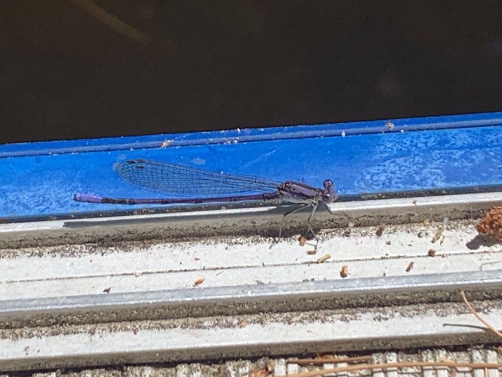 Violet Dancer from Leisure Ln, Limerick, ME, US on July 10, 2022 at 01: ...