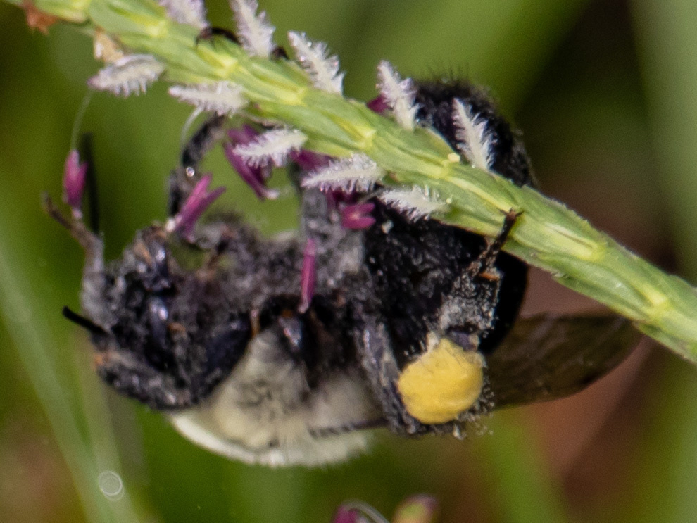Common Eastern Bumble Bee from Knoll Creek Dr, Carriere, MS, US on July ...