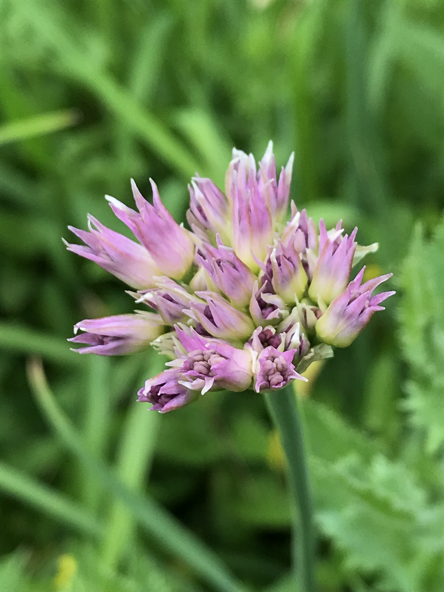 Allium validum S.Watson