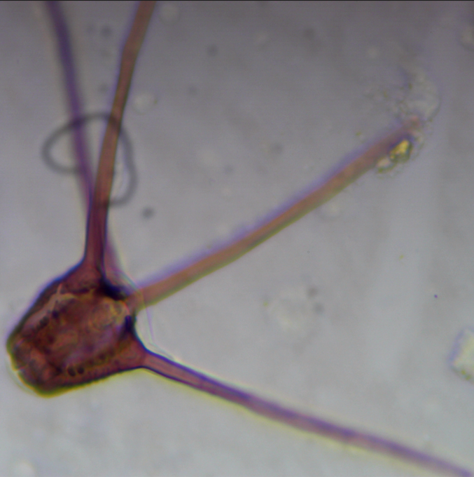 Tetraploa aristata from Juriquilla, Qro., México on June 19, 2022 at 11 ...
