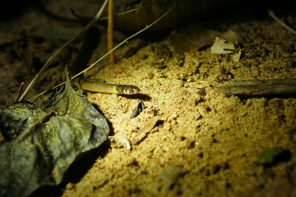 Aparallactus jacksonii (Энциклопедия змей) · iNaturalist