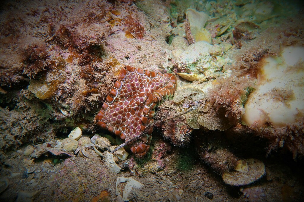 Common Biscuit Star from 5-7 Edith St, Edithburgh SA 5583, Australia on ...