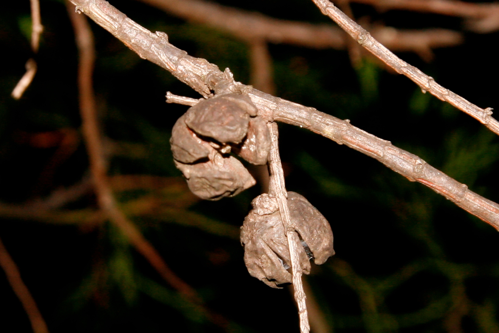 black cypress-pine from Durikai SF, Greymare QLD 4370, Australia on ...