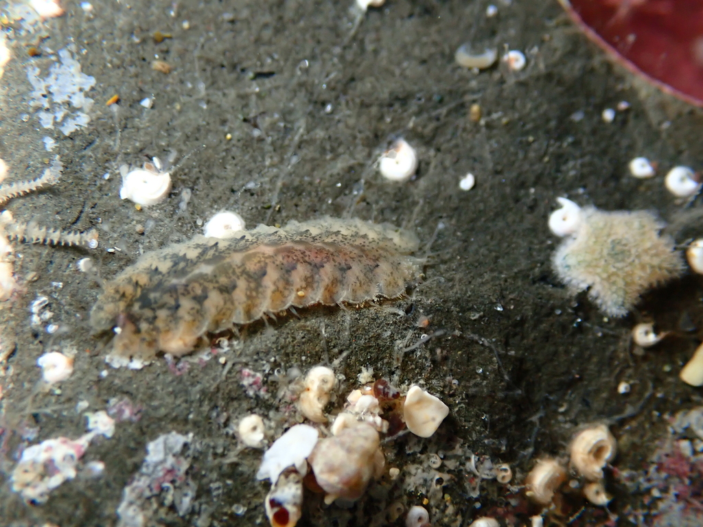 Polynoidae (Becasses Check List) · iNaturalist