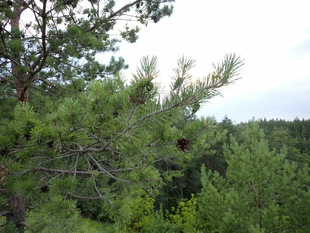 Scots pine from Shebekinskiy rayon, Belgorod, Russia on July 9, 2022 at ...