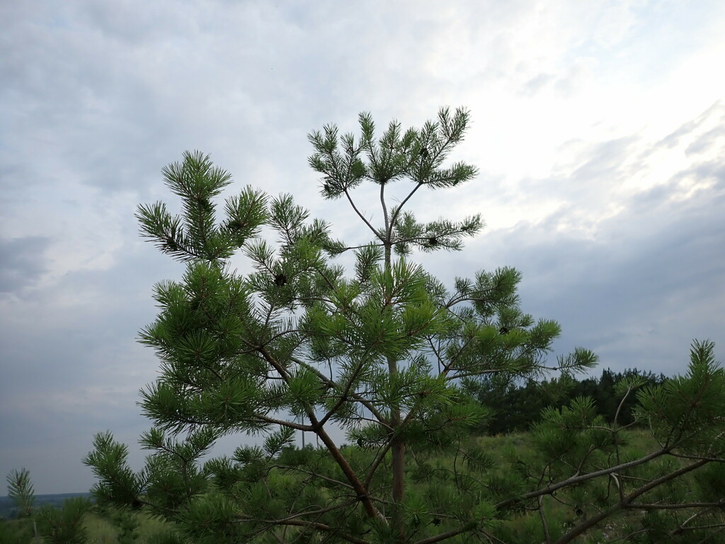 Scots pine from Shebekinskiy rayon, Belgorod, Russia on July 9, 2022 at ...