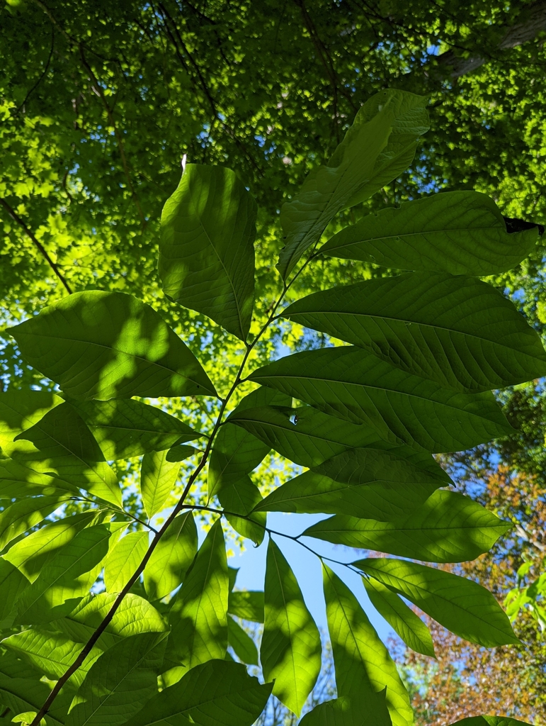 common pawpaw in July 2022 by Matt Pulk · iNaturalist