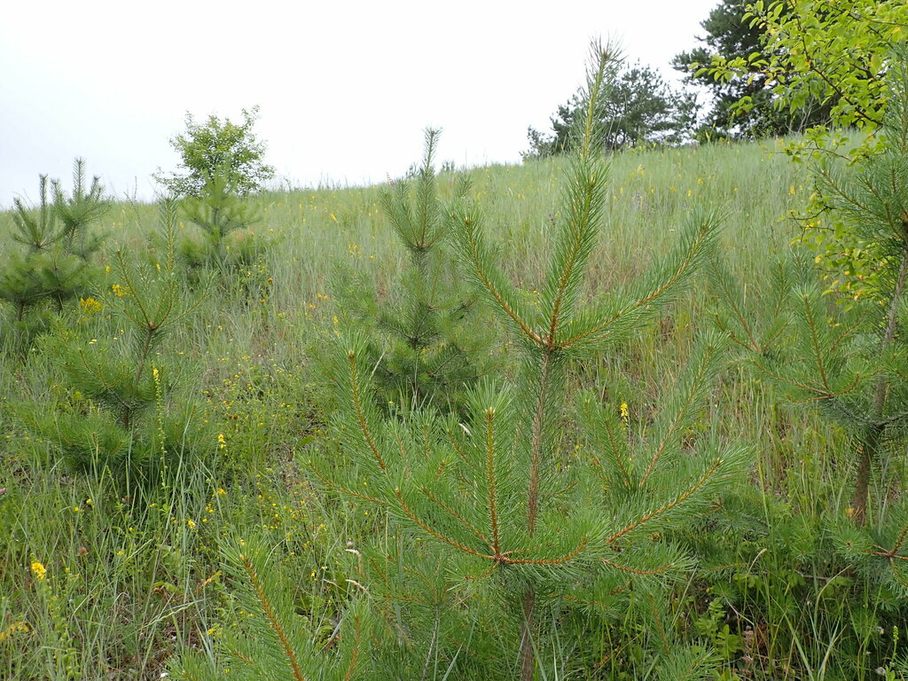 Scots pine from Ivnyanskiy rayon, Belgorod, Russia on July 10, 2022 at ...