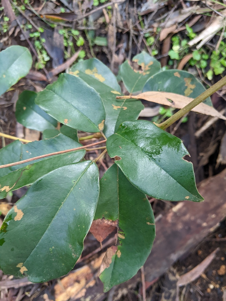 Five-Leaved Water Vine from Valla NSW 2448, Australia on July 11, 2022 at 12:16 PM by Nathanael ...