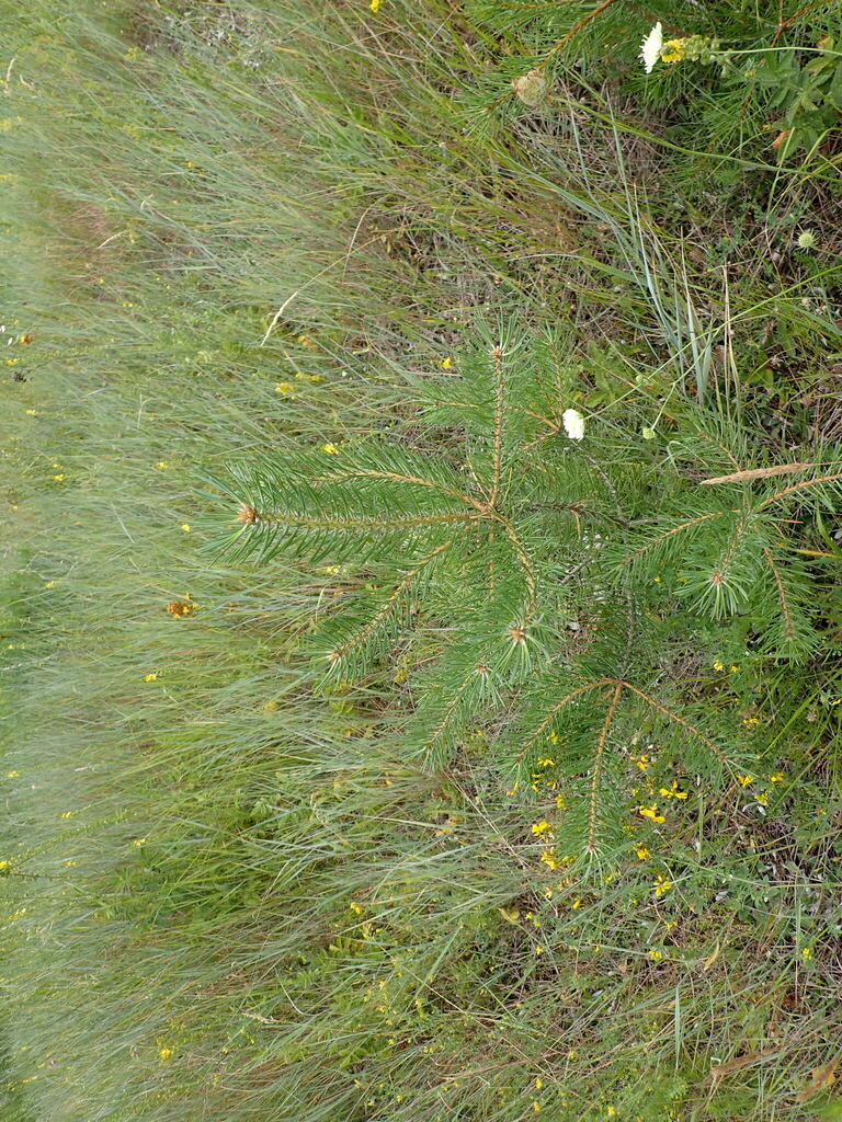 Scots pine from Ivnyanskiy rayon, Belgorod, Russia on July 10, 2022 at ...