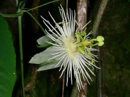Passiflora dispar · iNaturalist