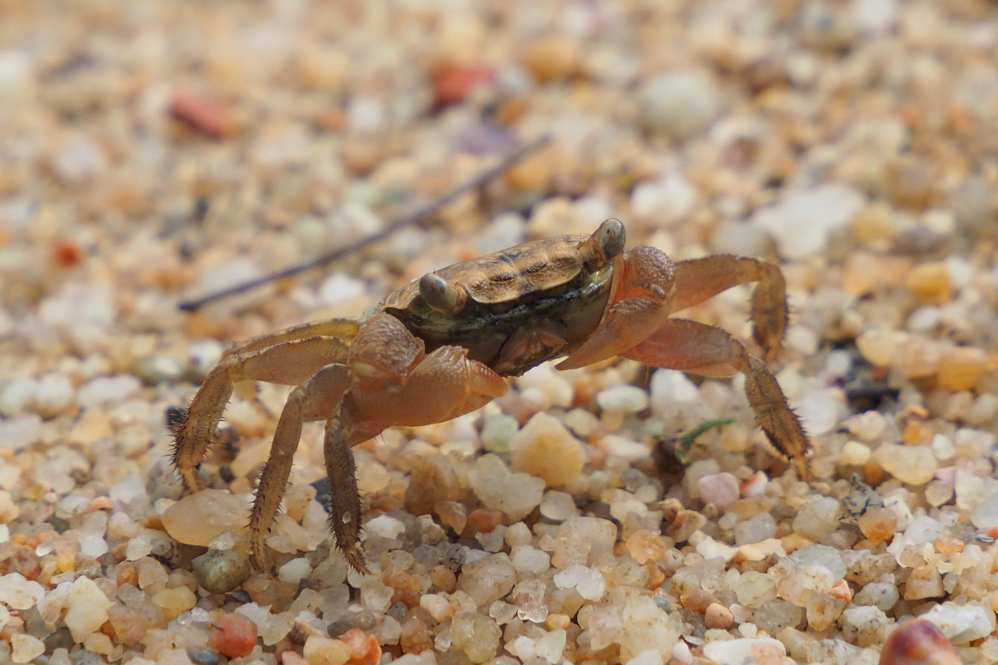 Parasesarma pictum (De Haan, 1835)