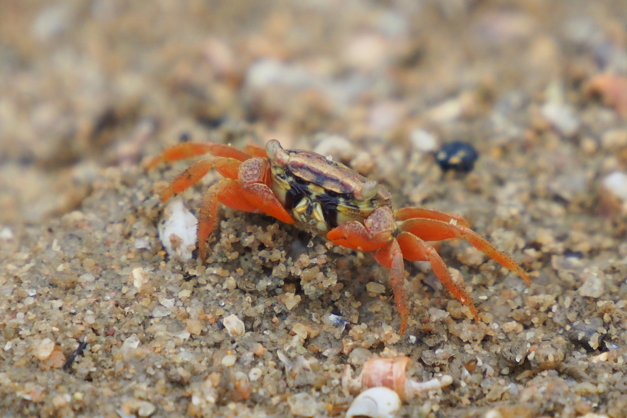 Parasesarma pictum (De Haan, 1835)