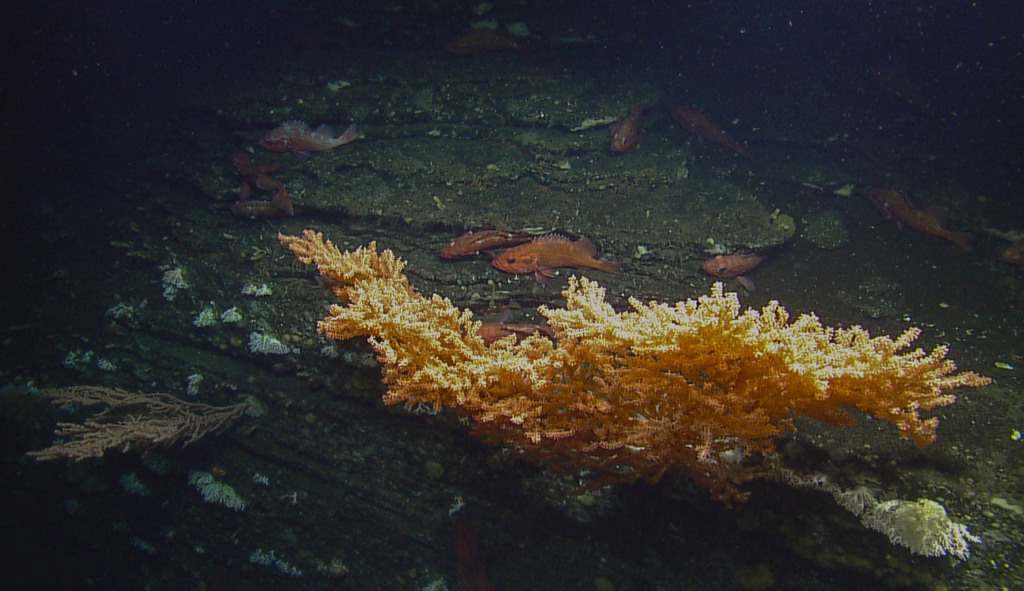 Pacific red tree coral (RCA monitoring annotation species ID guide ...