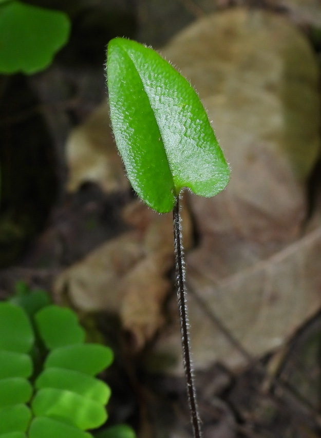 Heart Fern in July 2022 by Chen Shu · iNaturalist