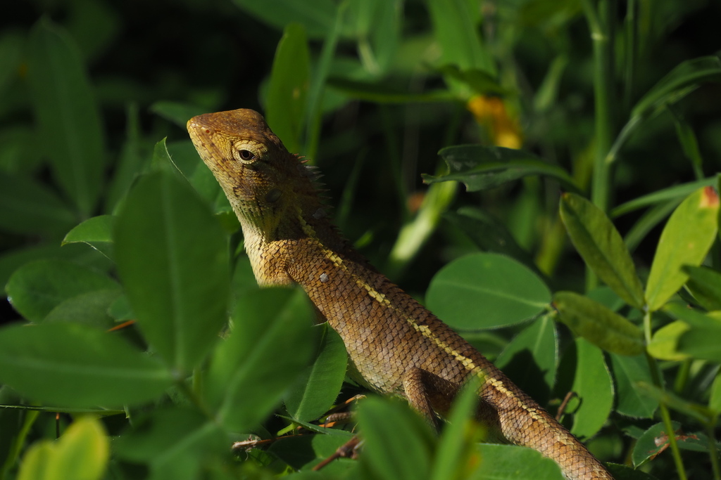 Calotes wangi from 中國海南省儋州市 on June 13, 2022 at 09:28 AM by emanon ...