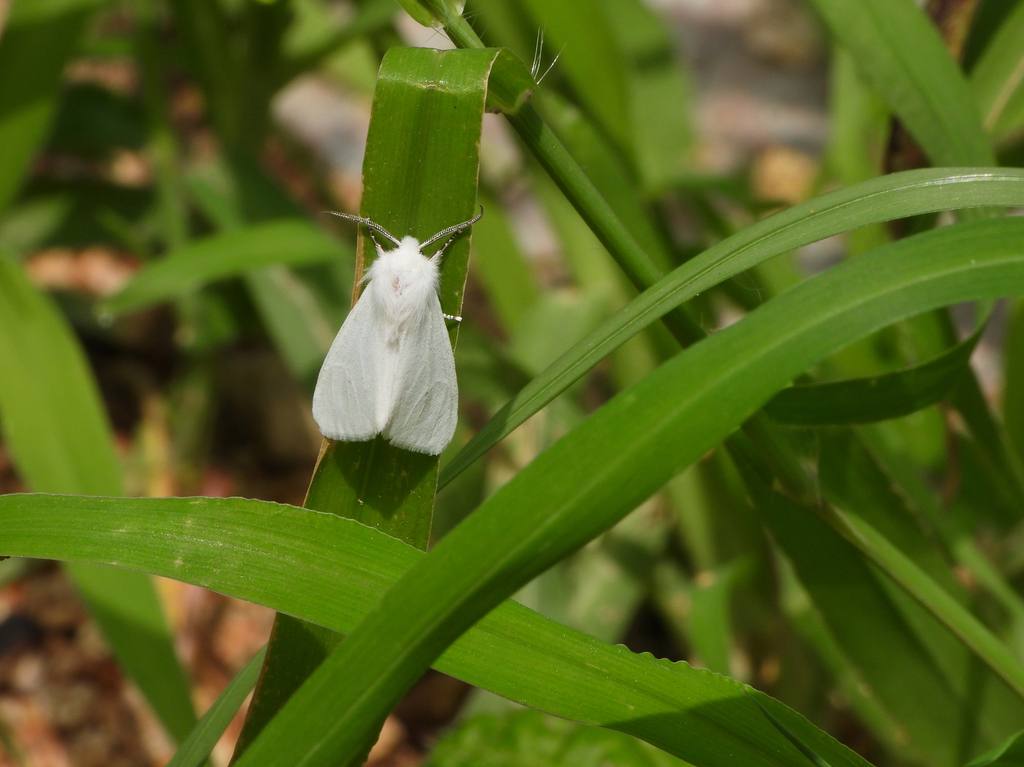 Fall Webworm Moth from Laoshan District, Qingdao, Shandong, China on ...