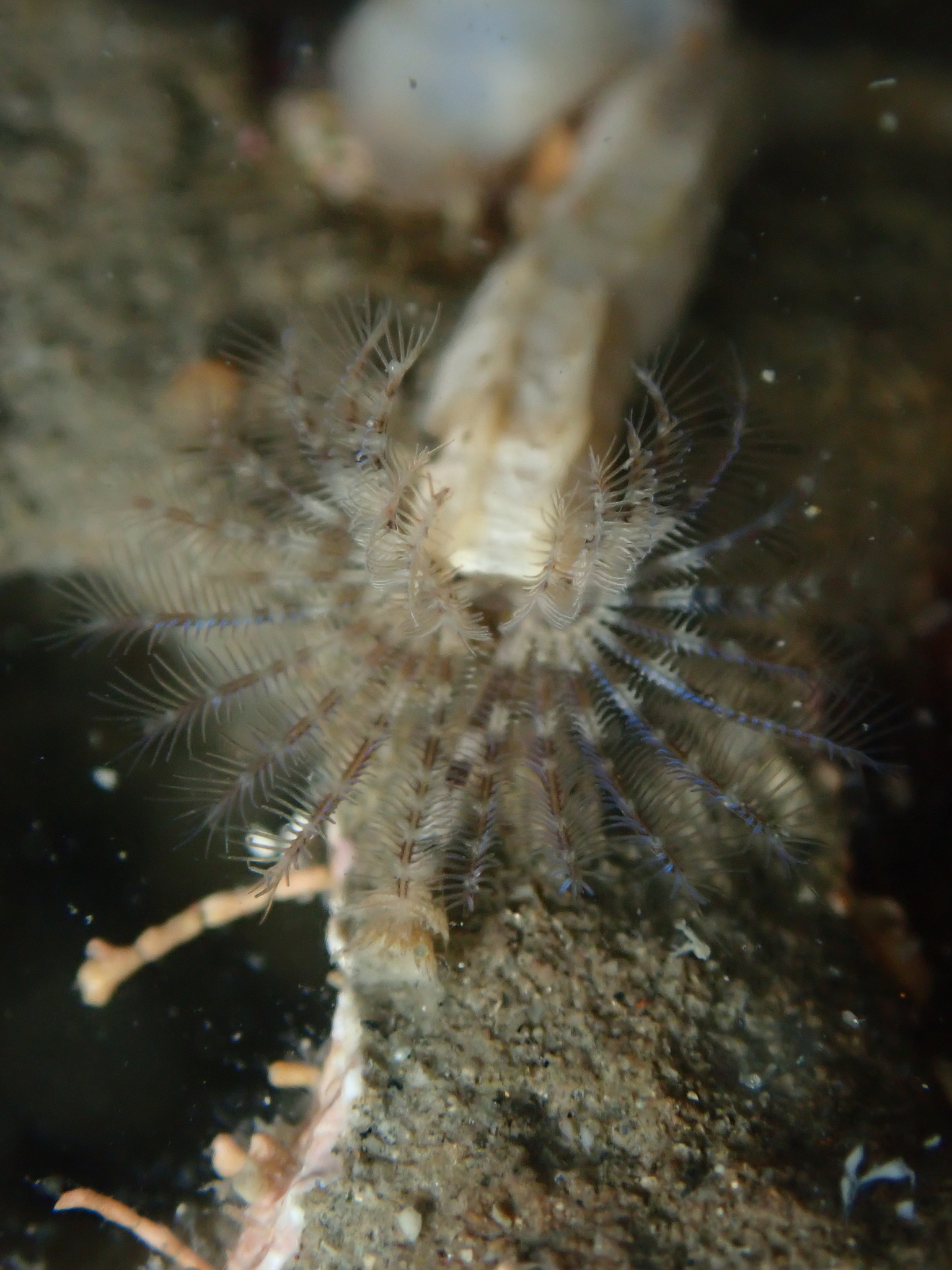 Hydroides Gunnerus, 1768