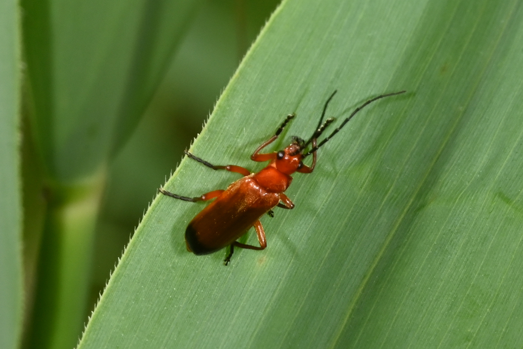 Common Red Soldier Beetle from Norfolk, UK on July 04, 2022 at 02:26 PM ...