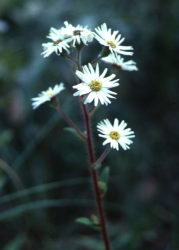 Inula nervosa · iNaturalist Mexico