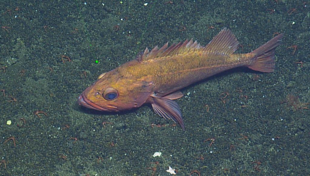 Rougheye Rockfish (Sebastes aleutianus) - Marine Life Identification