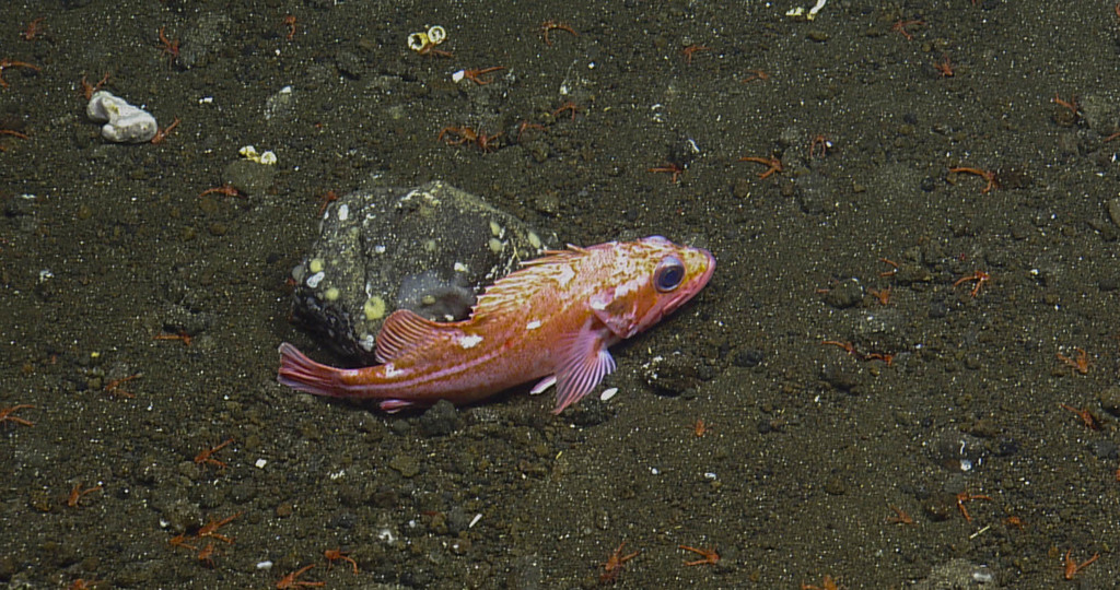 Rosethorn Rockfish (Seamounts of Canada's Large Offshore Pacific Area ...