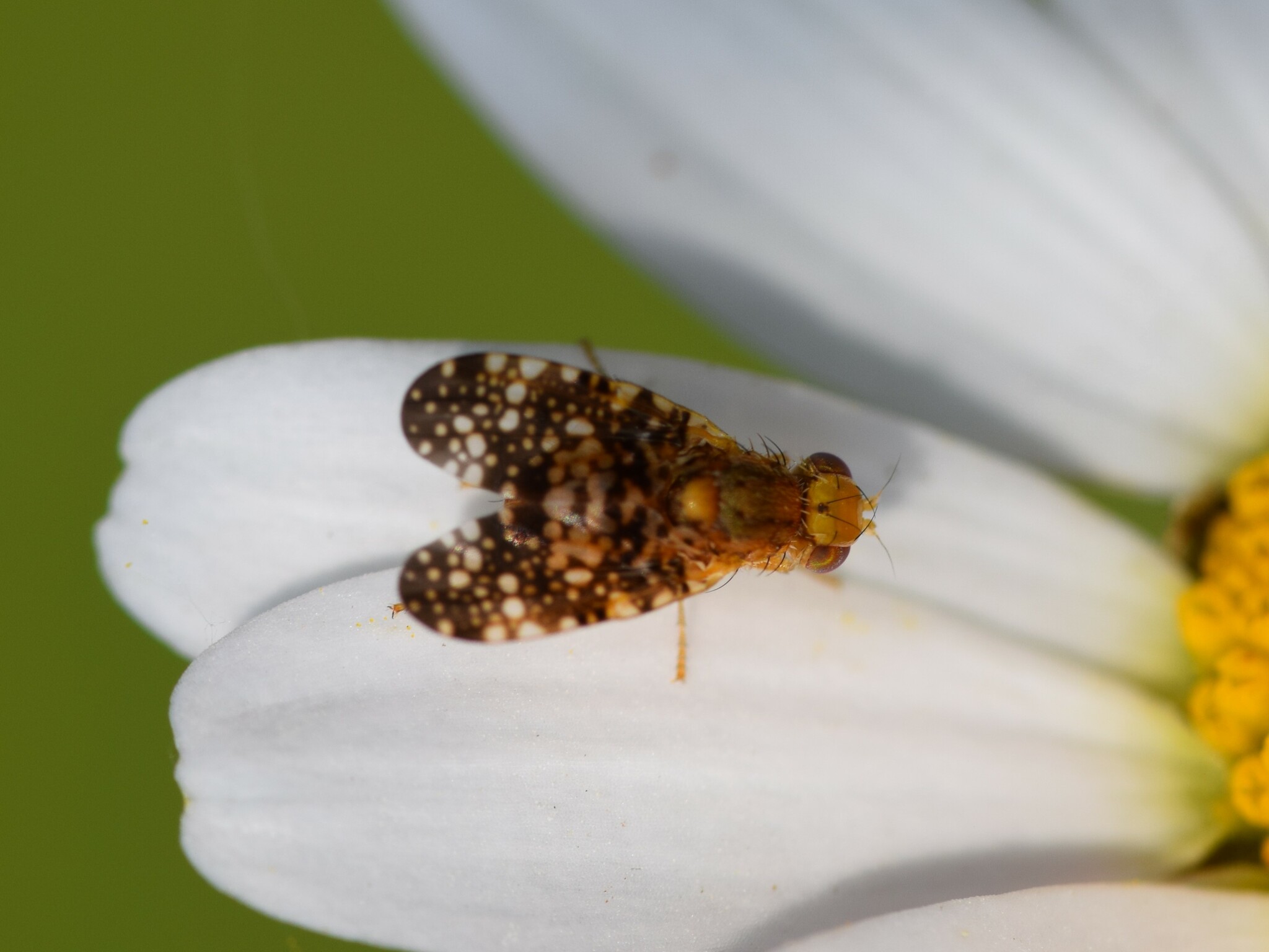 Oxyna flavipennis (Loew, 1844)