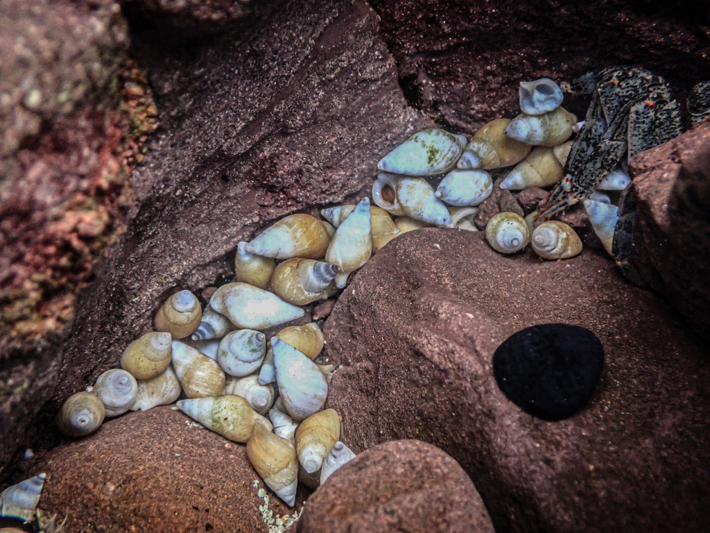 yellow-coated clusterwink from Pheasant Point, Kiama, Australia on July ...