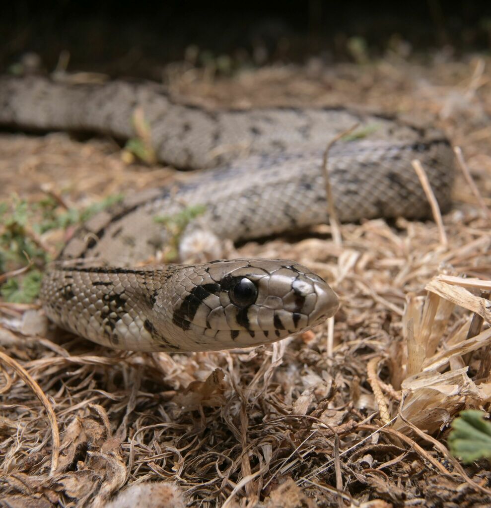Ladder Snake (Zamenis scalaris) - Snakes and Lizards