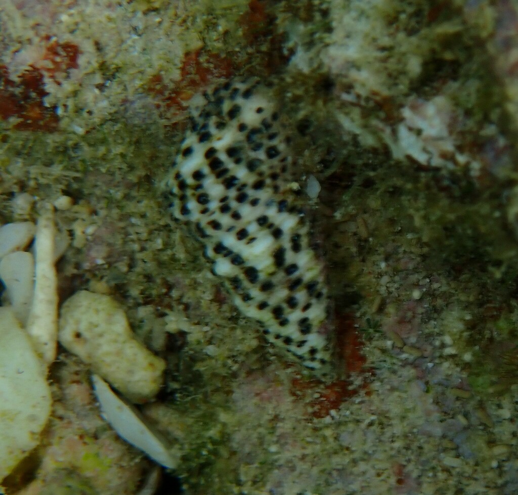 Cerith Snails from Lomaiviti, Fiji on July 05, 2022 at 03:45 PM by ...