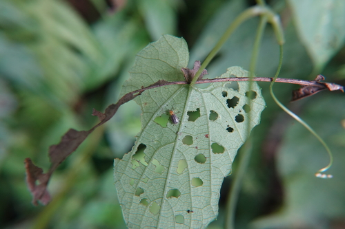 Paridea testacea · iNaturalist