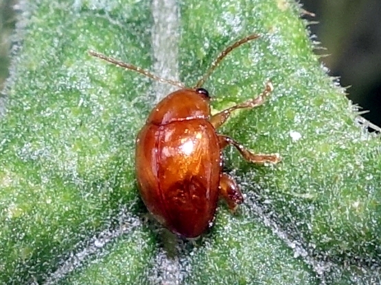 Sphaeroderma testaceum (Fabricius, 1775)