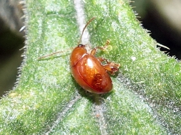 Sphaeroderma testaceum (Fabricius, 1775)