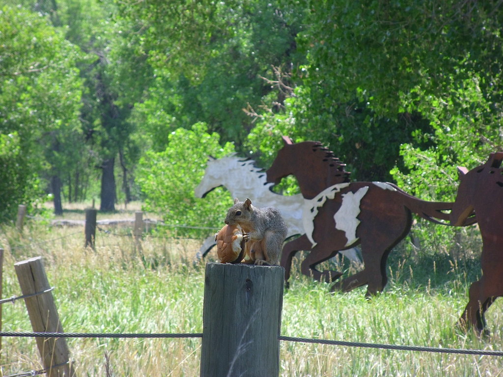 Eastern Fox Squirrel from Star K Ranch on July 12, 2018 by Eric Watts ...