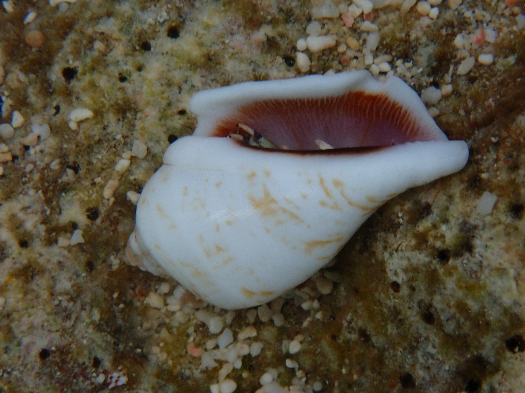 Gibberulus gibberulus (Linnaeus, 1758)