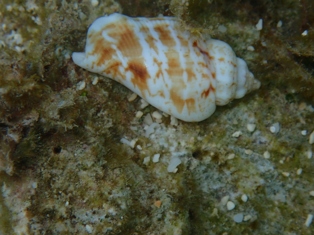 Gibbose Stromb from Lomaiviti, Fiji on July 05, 2022 at 04:11 PM by ...