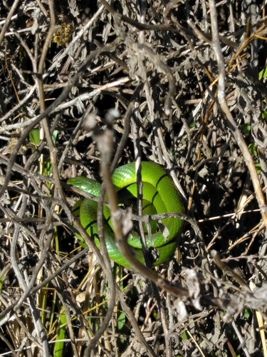 Green Water Snake (Philothamnus hoplogaster) - Snakes and Lizards