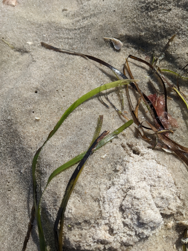Eelgrass from Hempstead, NY, USA on July 10, 2022 at 03:41 PM by ...