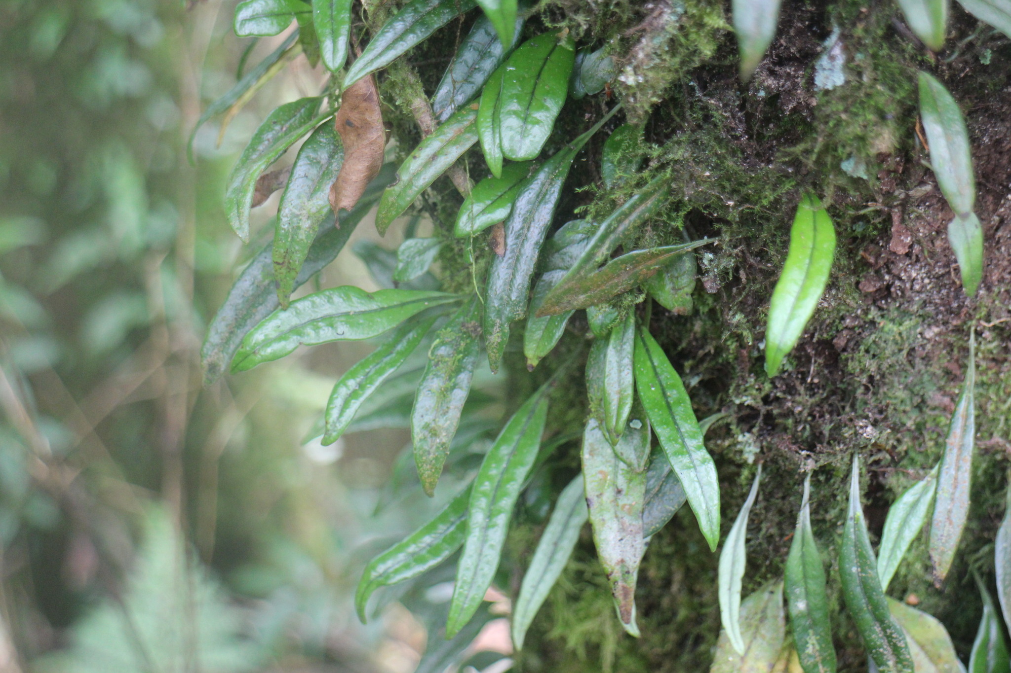 Lepisorus rostratus (Bedd.) C.F.Zhao, R.Wei & X.C.Zhang