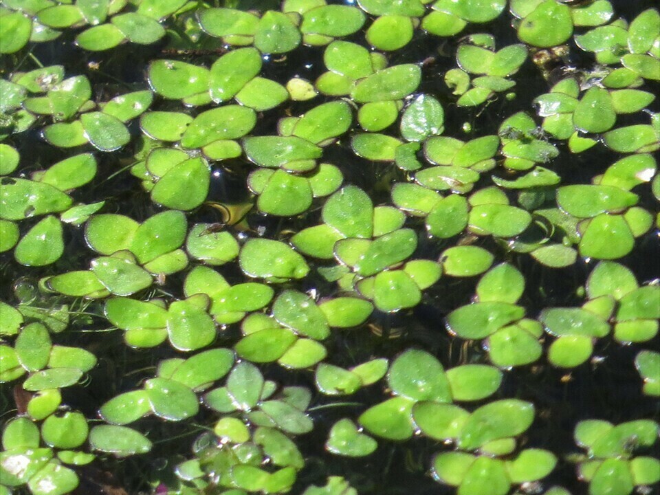 dotted duckweed (Landoltia punctata) - Botanical Realm