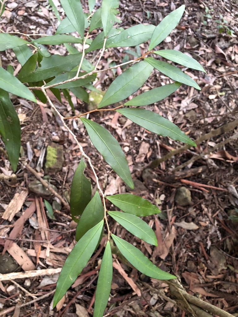 Hedraianthera from Rosebank, NSW, AU on July 10, 2022 at 04:17 PM by ...